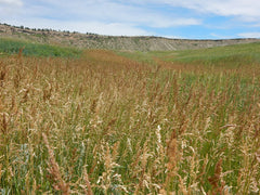 Kentucky Bluegrass – United Seeds