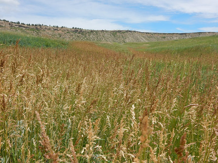 Kentucky Bluegrass – United Seeds