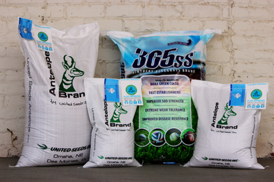 365ss Kentucky Bluegrass – United Seeds