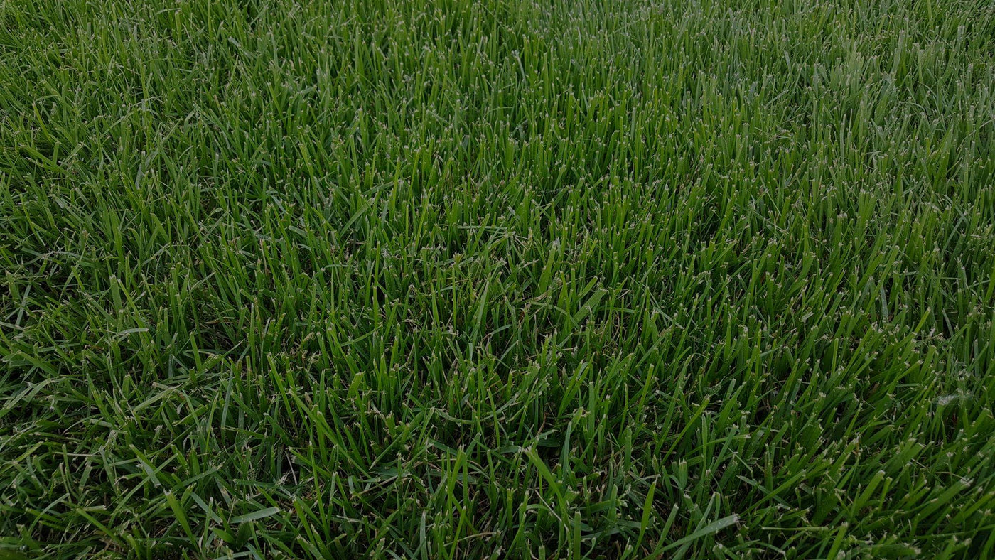 Our Story – United Seeds